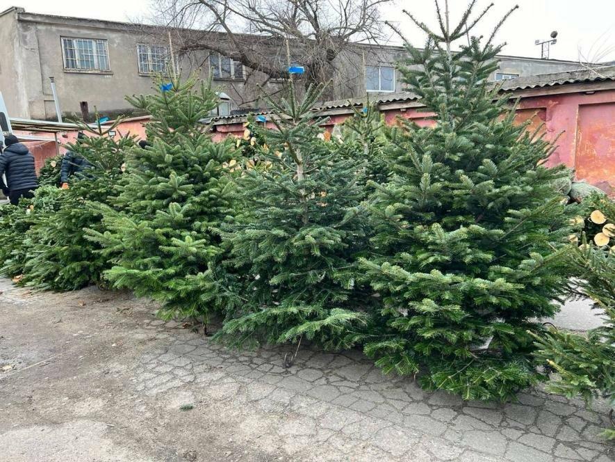 Где в Одессе купить живую елку | Новости