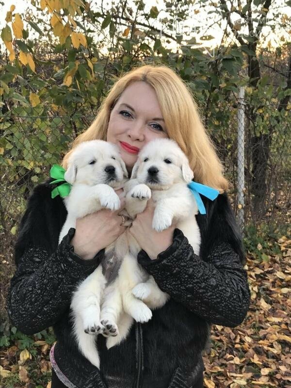 Цуценята золотистого ретрівера Ot Bahur - Оголошення на 048.ua